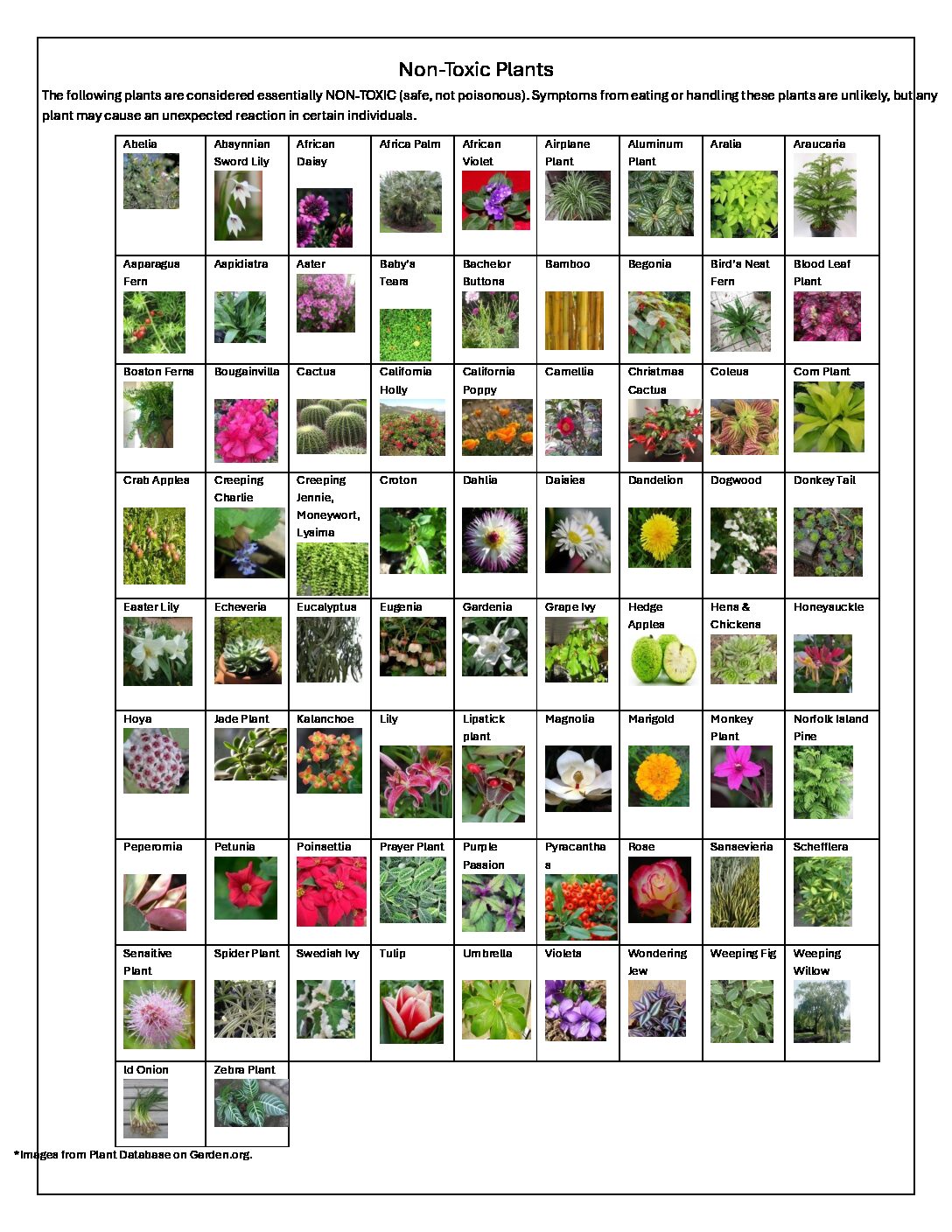 Non-Toxic Plants - Ohio Poison Centers